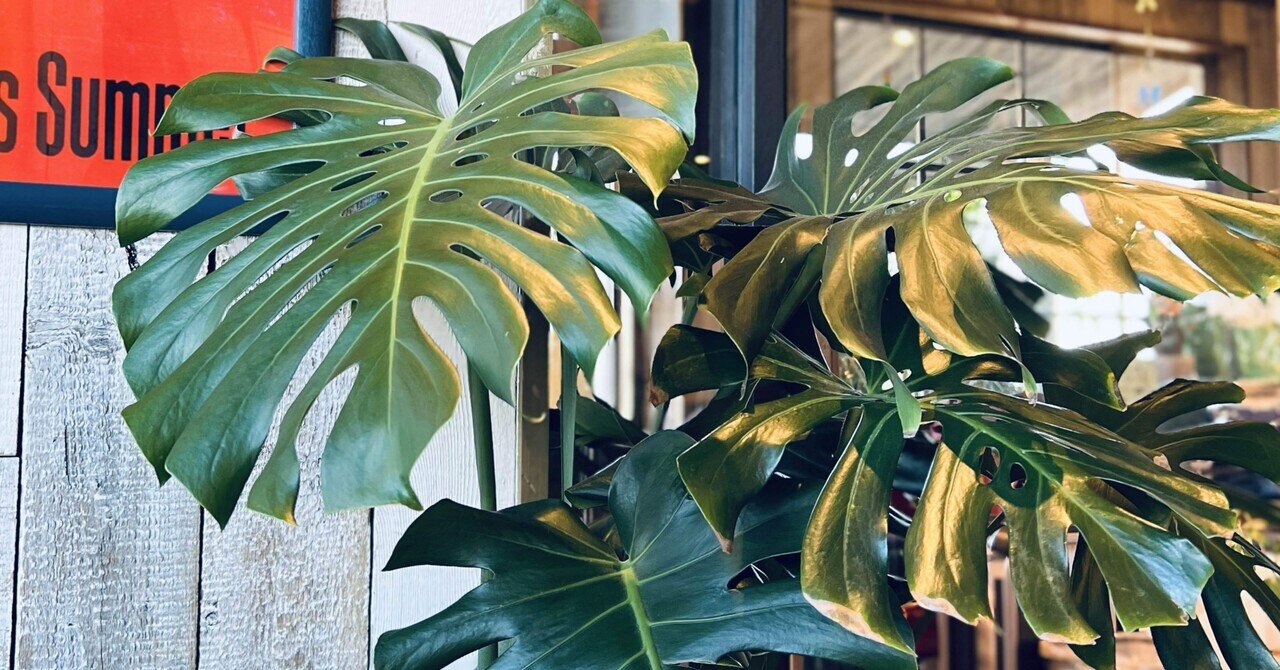 我が家の実生モンステラ｜mako＠plants