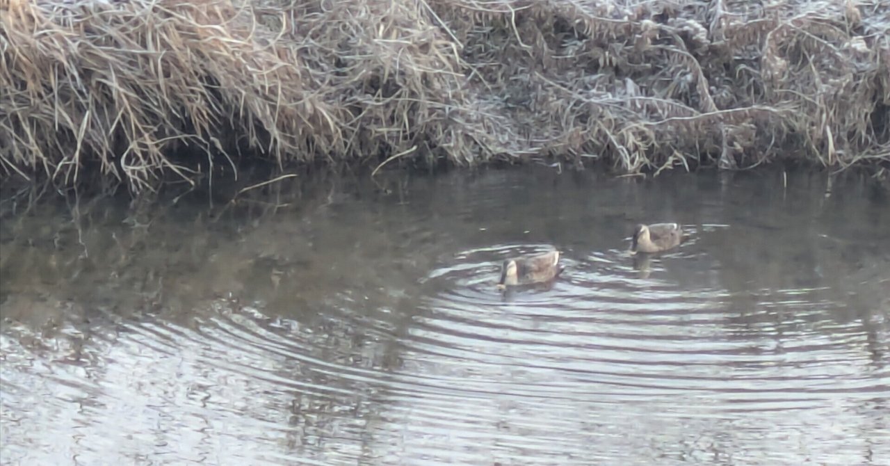 第3巻歌番号448番歌 作者 大伴旅人｜ichiro70