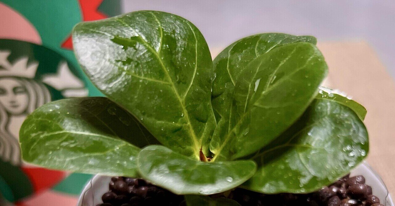 カシワバゴムノキ（フィカス・リラータ）｜mako＠plants