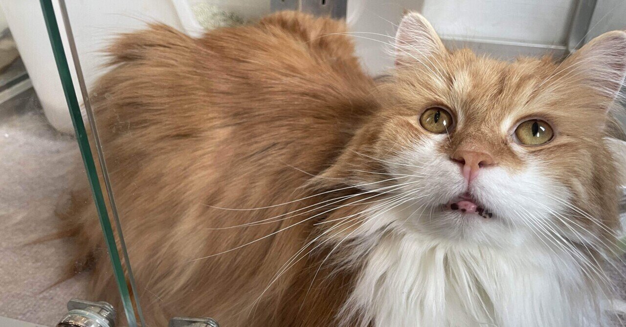 おやすみ日記 Day12｜Momo