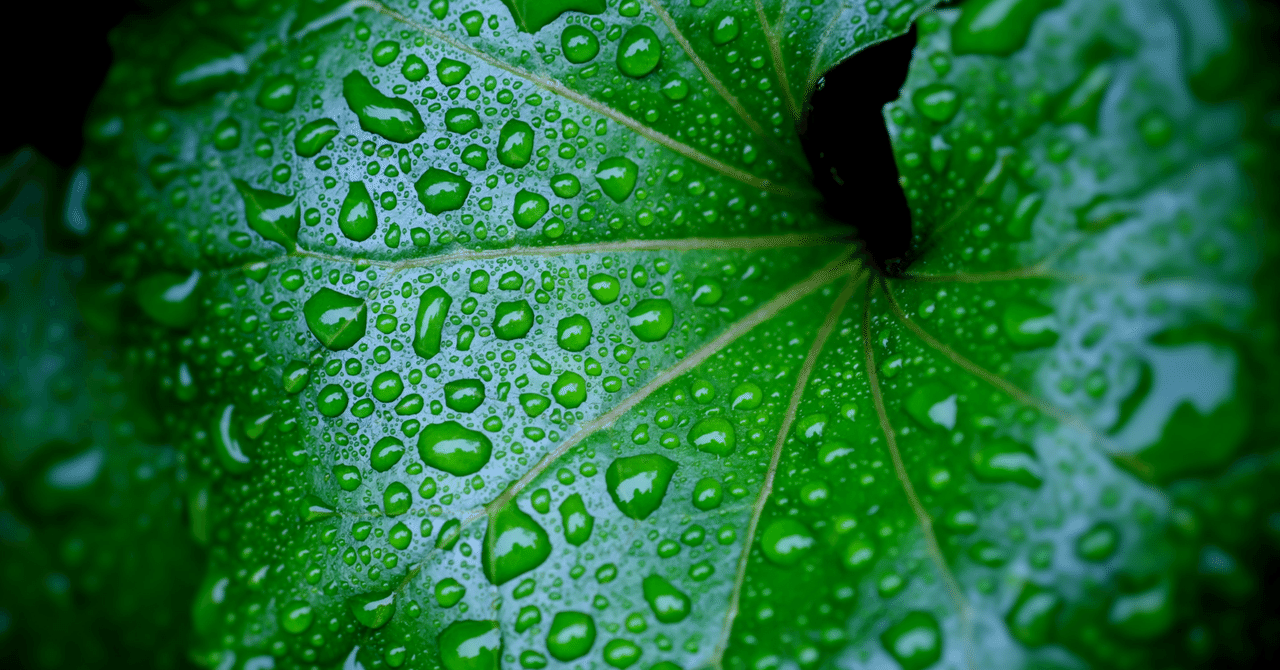 未来は明るいという幻想。｜Rumi Kusunoki