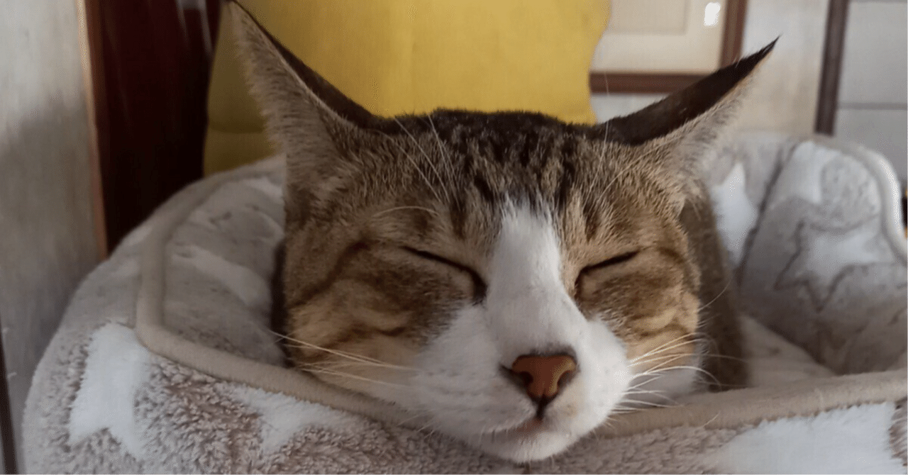 何かをするのに「意味」は必要なの？｜Moosan