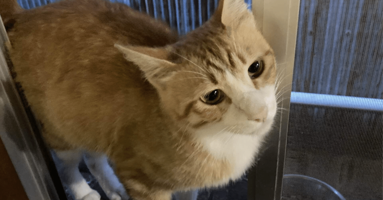 とにかく私の大好きな特撮ソング&アニメソングご紹介vol.6｜Moosan