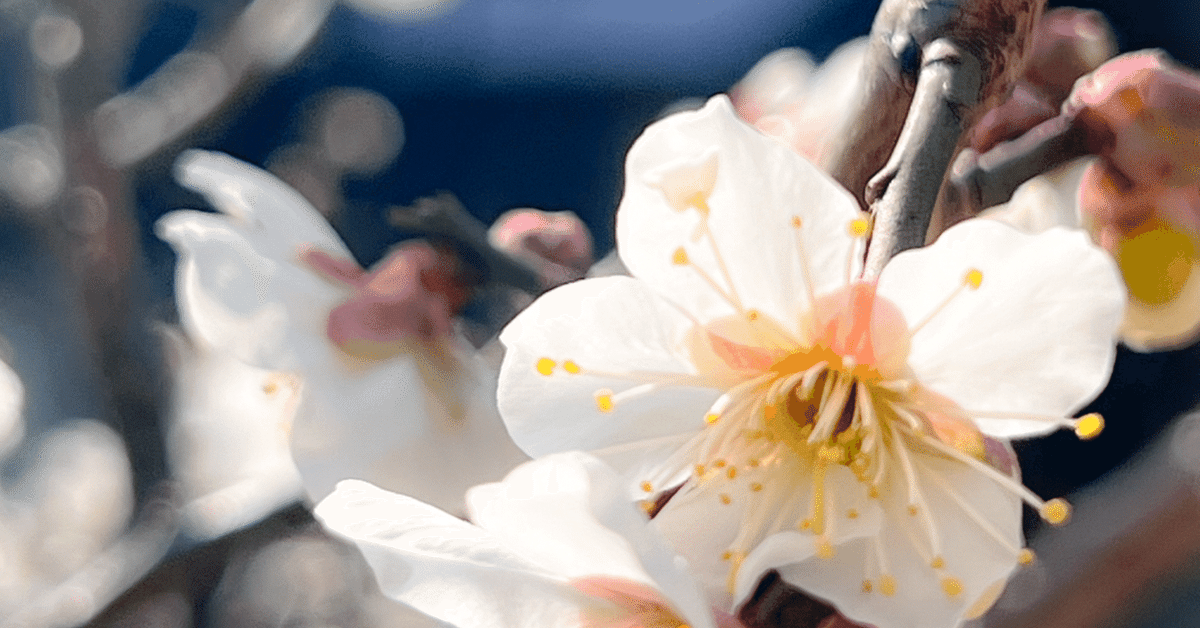 『リフレーミング』で広がる新しい視点～基礎編～｜MIHO｜感性と自己愛の循環プログラム《NOA Prism》