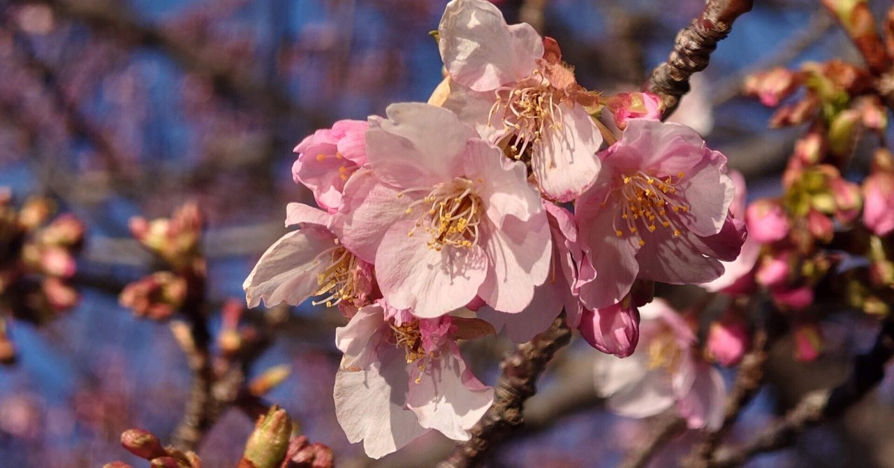 河津桜とゴジラと梅｜MITSUDA Tetsuo