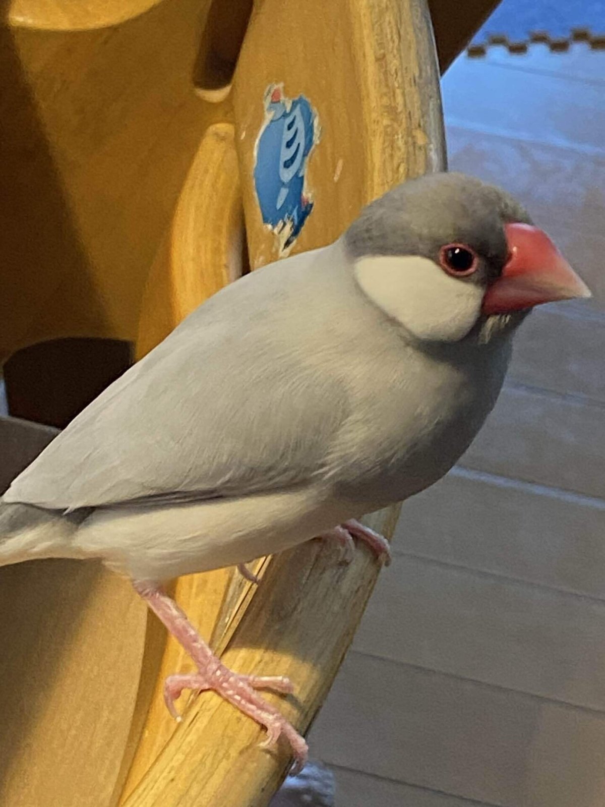 (はじめてのnote)｜sarann