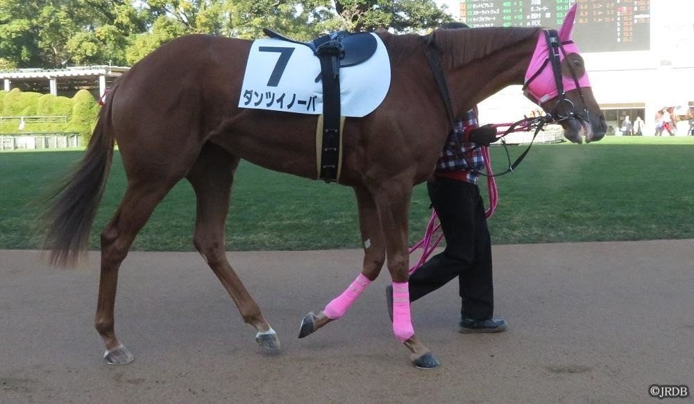 1/6(月)京都1R 1番人気馬｜JRDB 競馬アラカルト