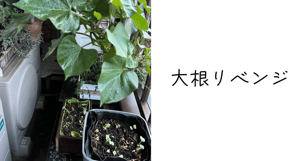 今日は大根リベンジの話｜Ms'HIRO