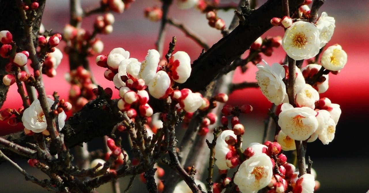 梅と鴨｜HRSD-note