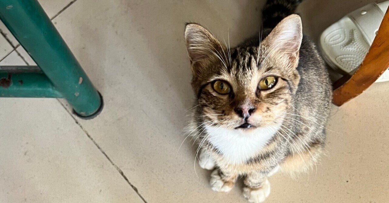 海外赴任のリアル vol.7 猫ざんまい｜Tom Tally