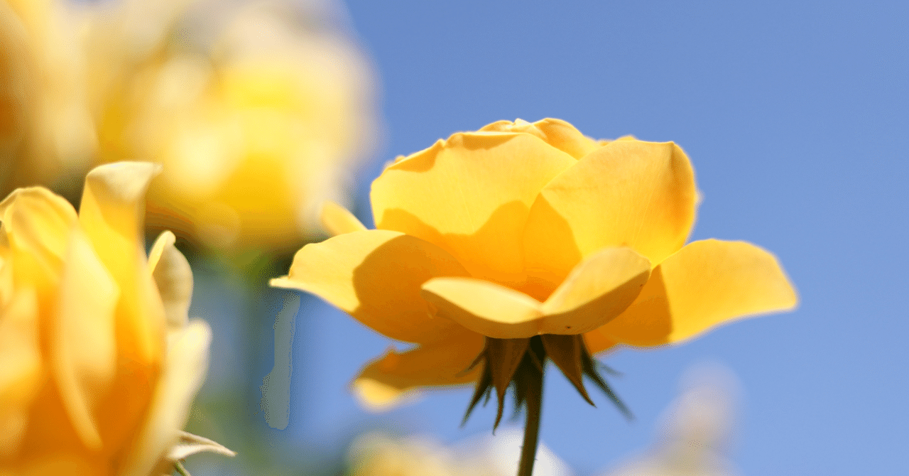 まなざしの力｜fumi