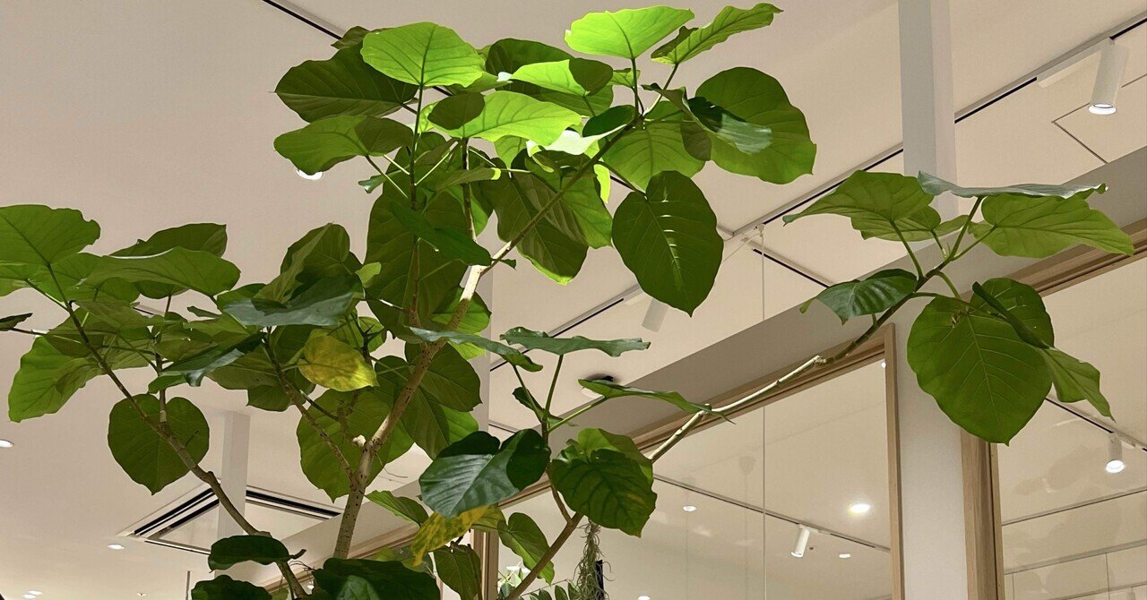 フィカス・ウンベラータ｜mako＠plants