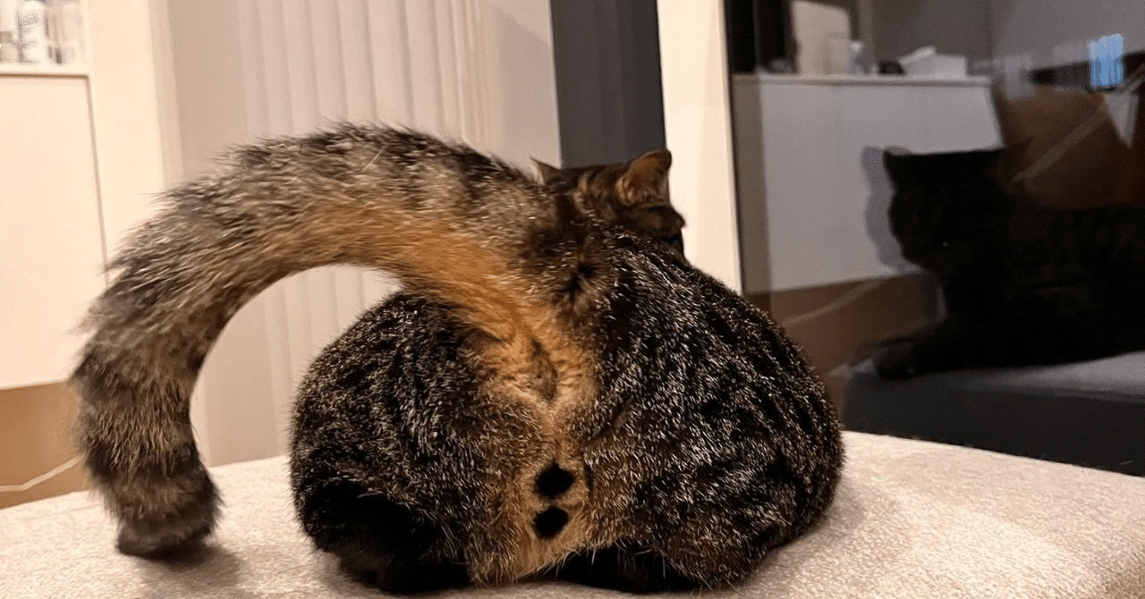 忘れられた猫｜ISAO/獣医師