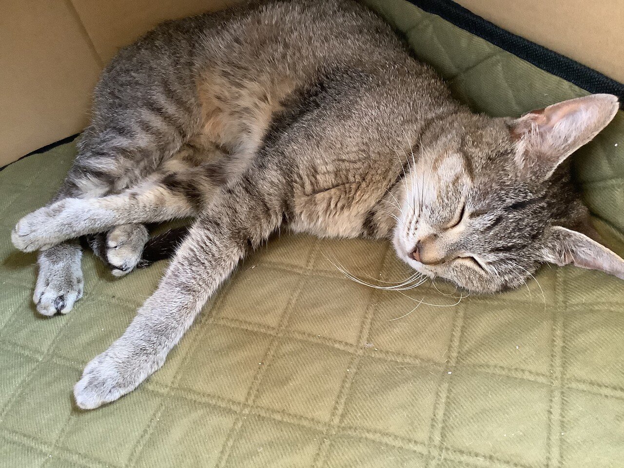 ハリポタ考察https://note.com/takegakini/n/n7e53a9ea7bfe?sub_rt=share_pw 主に二、三、七巻について加筆、修正しました｜しゃあな