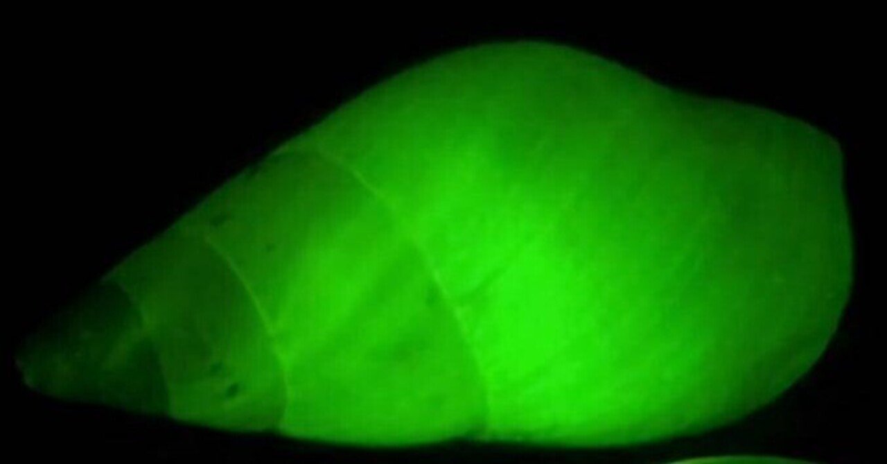 【詩】碧い星 (Hinea brasiliana)｜華花