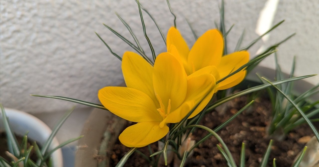 クロッカス開花｜Hiroyuki KONNO