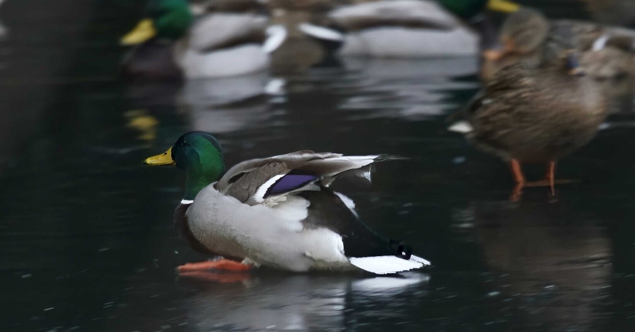 氷の張った公園の池にて・・マガモ|蜜柑定年後に野鳥撮影を楽しむ人