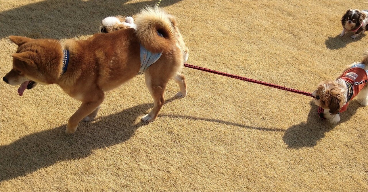 初めてのドッグラン｜furuko