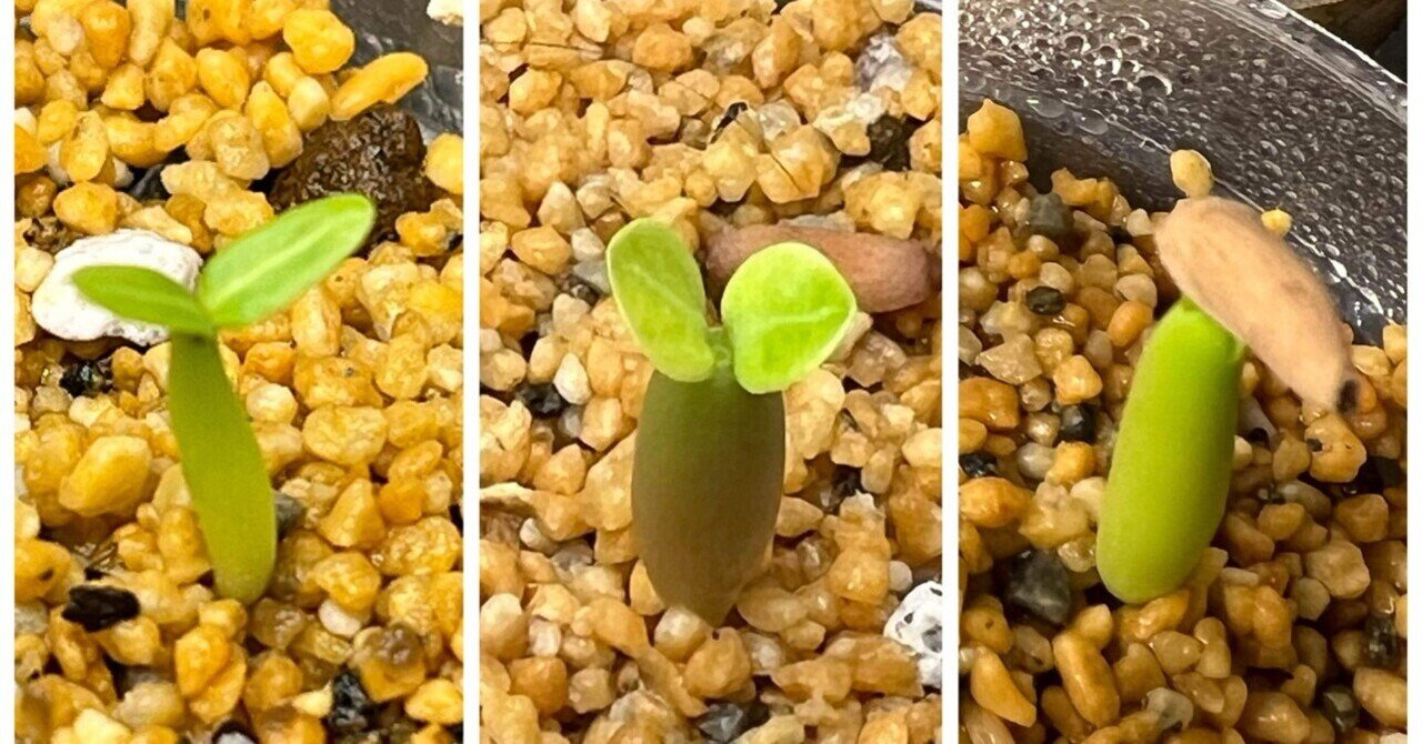 実生チャレンジ①15日目｜mako＠plants