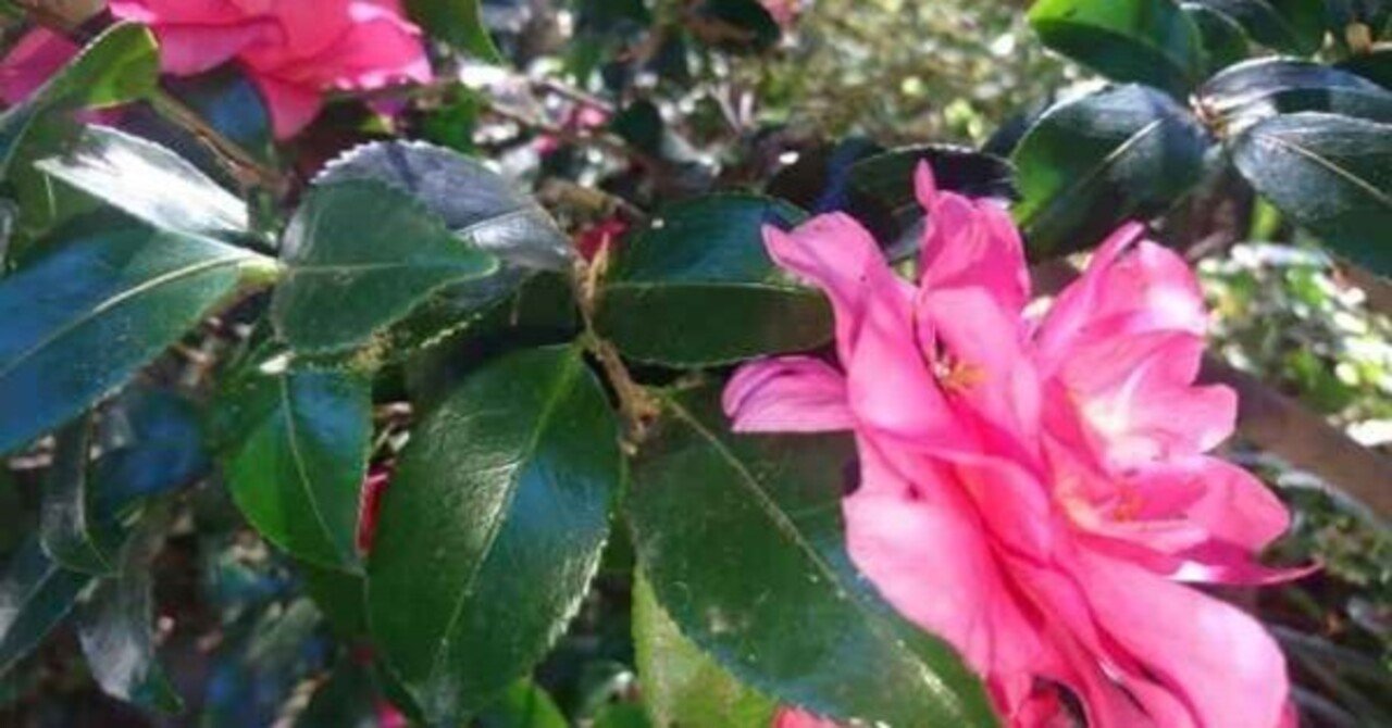 linux command btop[gui}｜blue06_2022