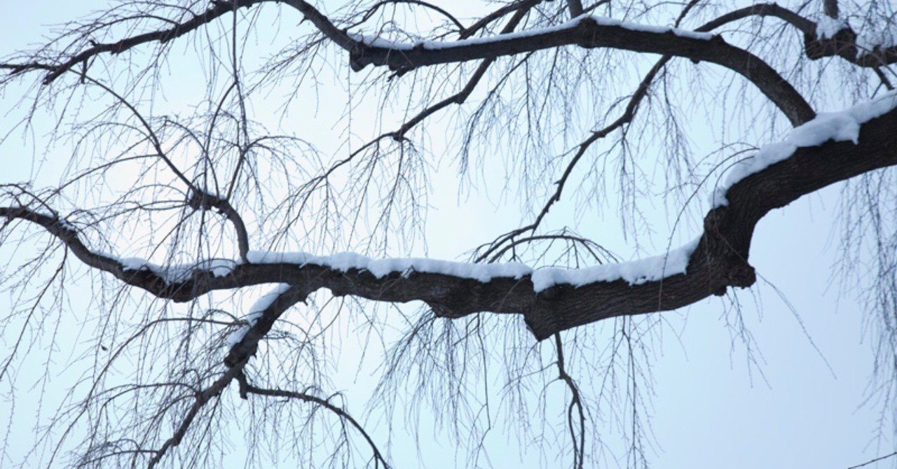 雪の樹木｜BitBeans