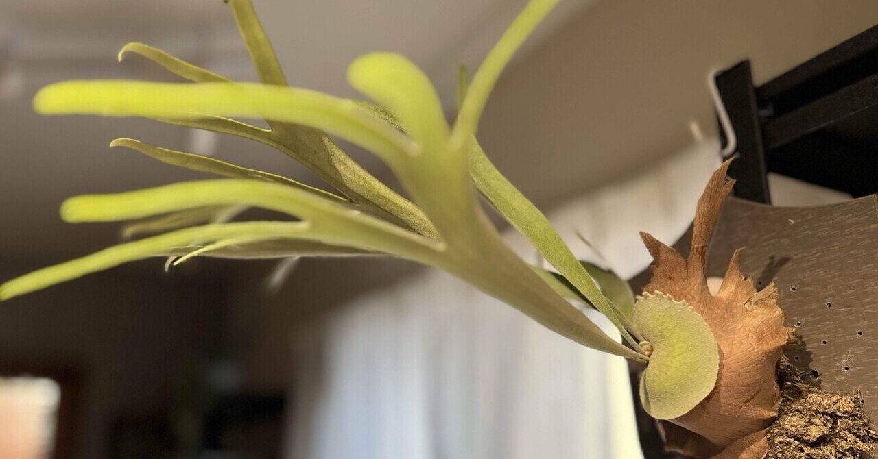 我が家のビカクシダさん｜mako＠plants