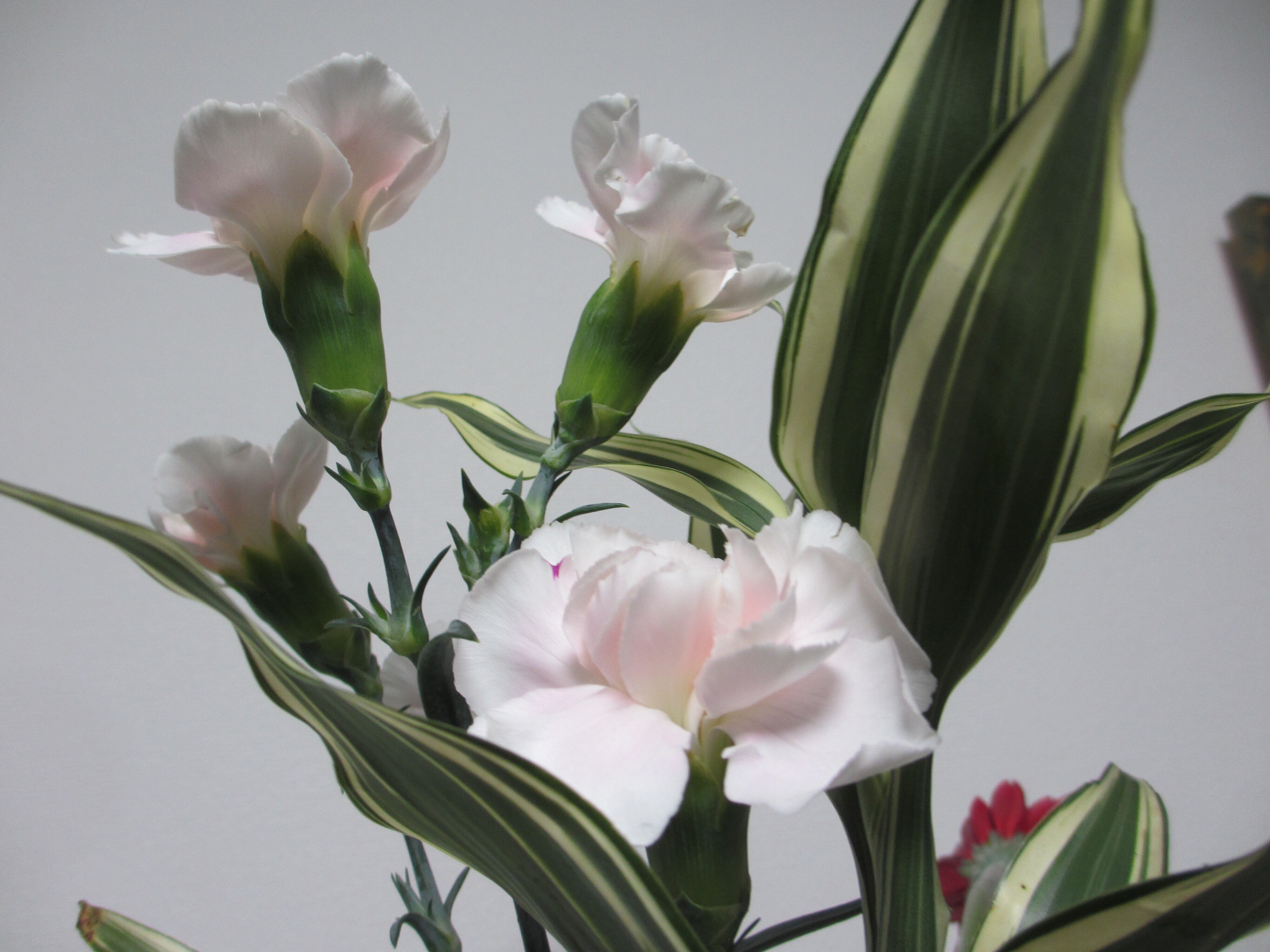 1700回目 3月3日（月）花を見て｜市川裕子