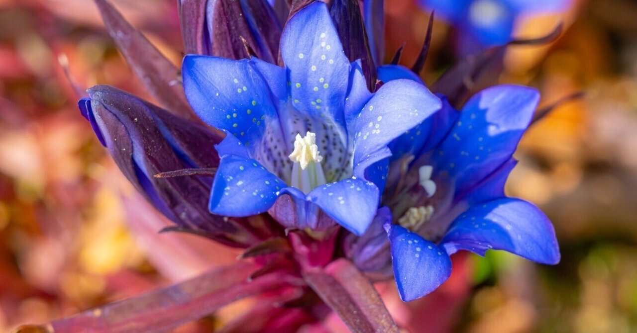 竜胆の花と紫式部が教えてくれる、私だけの人生を生きる力｜Mihoon