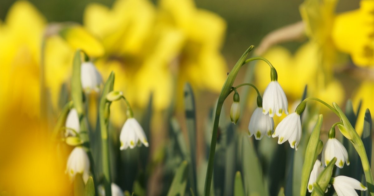 学校と関係があるのか、ないのか。晩冬から早春にかけての思い(出)～雪遊びから，なごり雪・赤いスイートピー～｜Yukihiro S