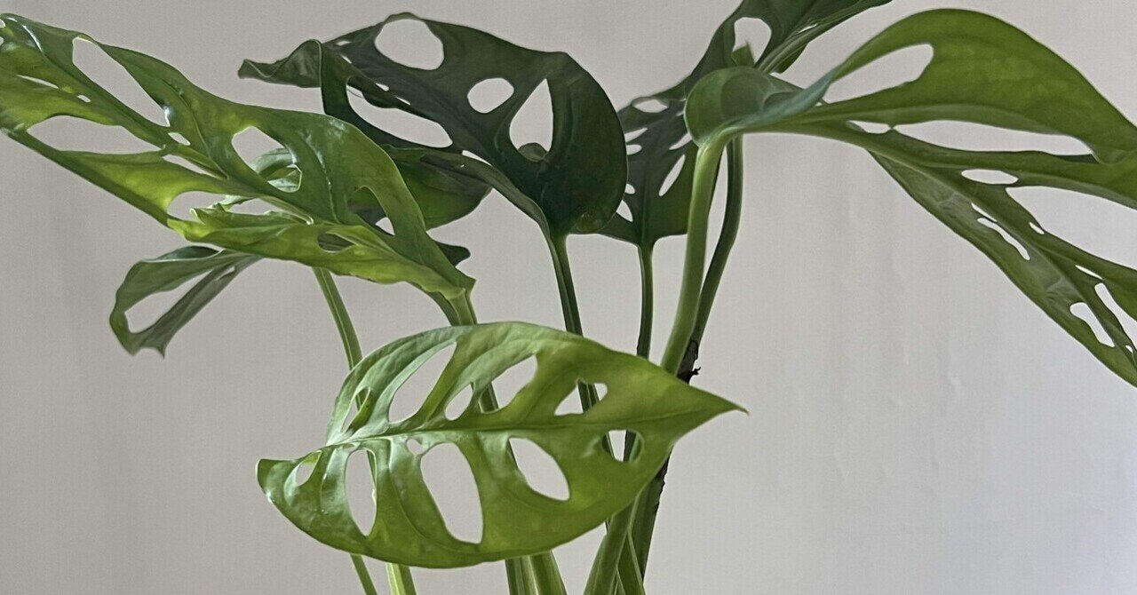 マドカズラ（モンステラ・フリードリヒスターリー）｜mako＠plants