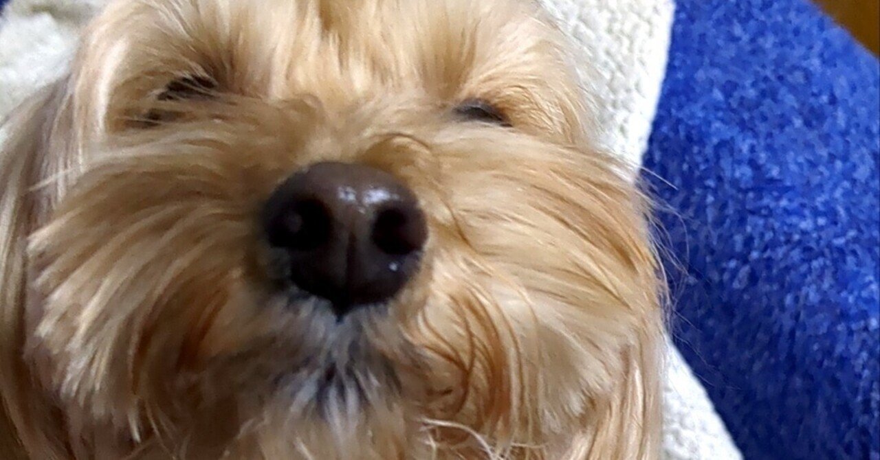 昨日は寒かったー😂｜川崎とーちゃん