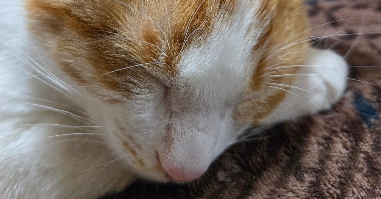 すやすやゆずくん🍊🤭｜Dolphin-Kicks