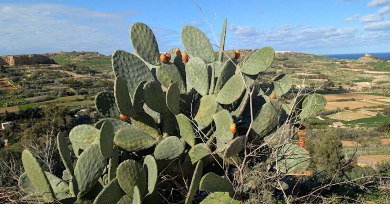 ゴゾ島滞在記1日目〜ゴゾ島到着と定宿と新猫スポットとイルミネーション｜JUNJUN
