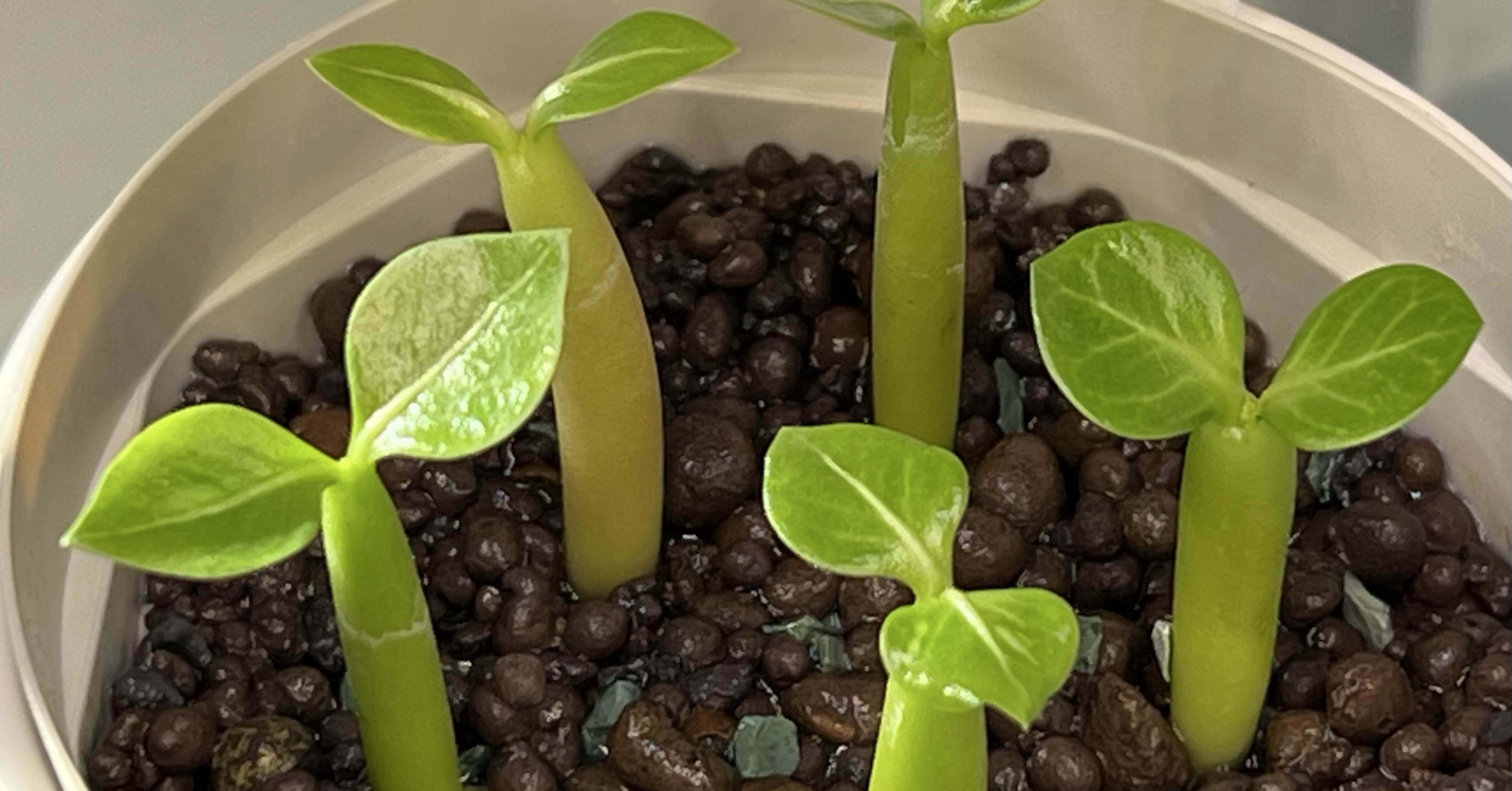 我が家のかわいい植物紹介｜mako＠plants｜note