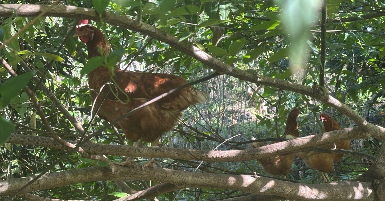 VS マングース｜Yoko Harada