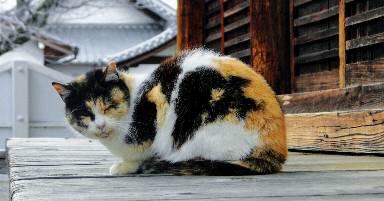 猫を撮る｜HRSD-note