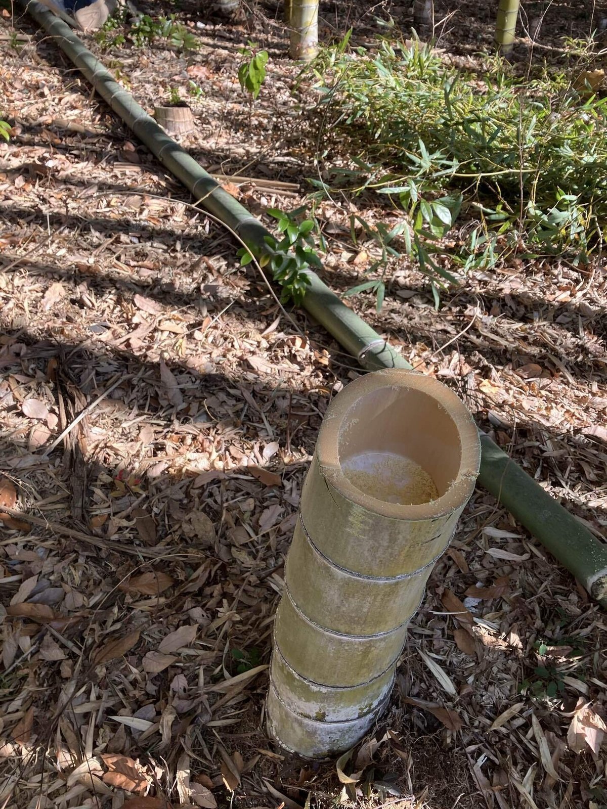 6.狭山緑地で炭焼体験｜yoshie_FW