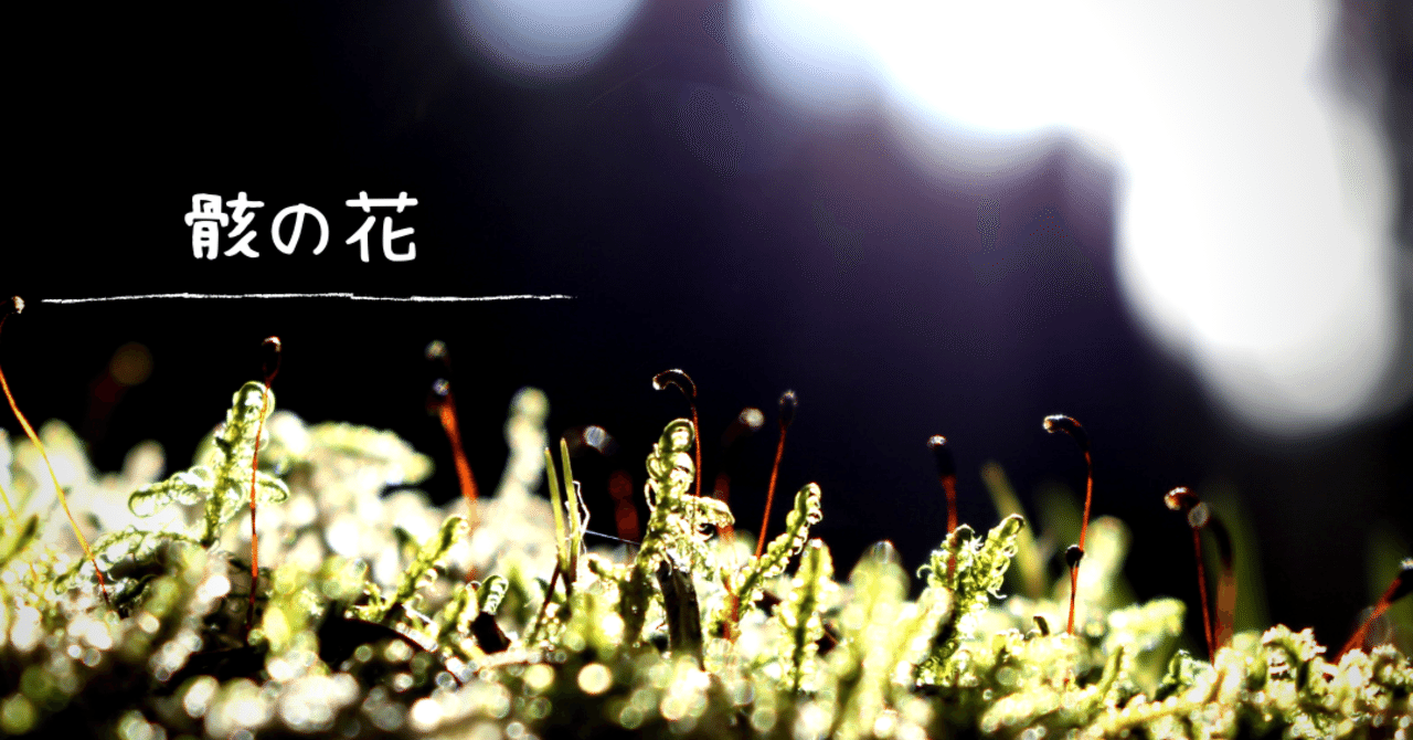 骸の花｜持田瀞 Mochida Toro｜note