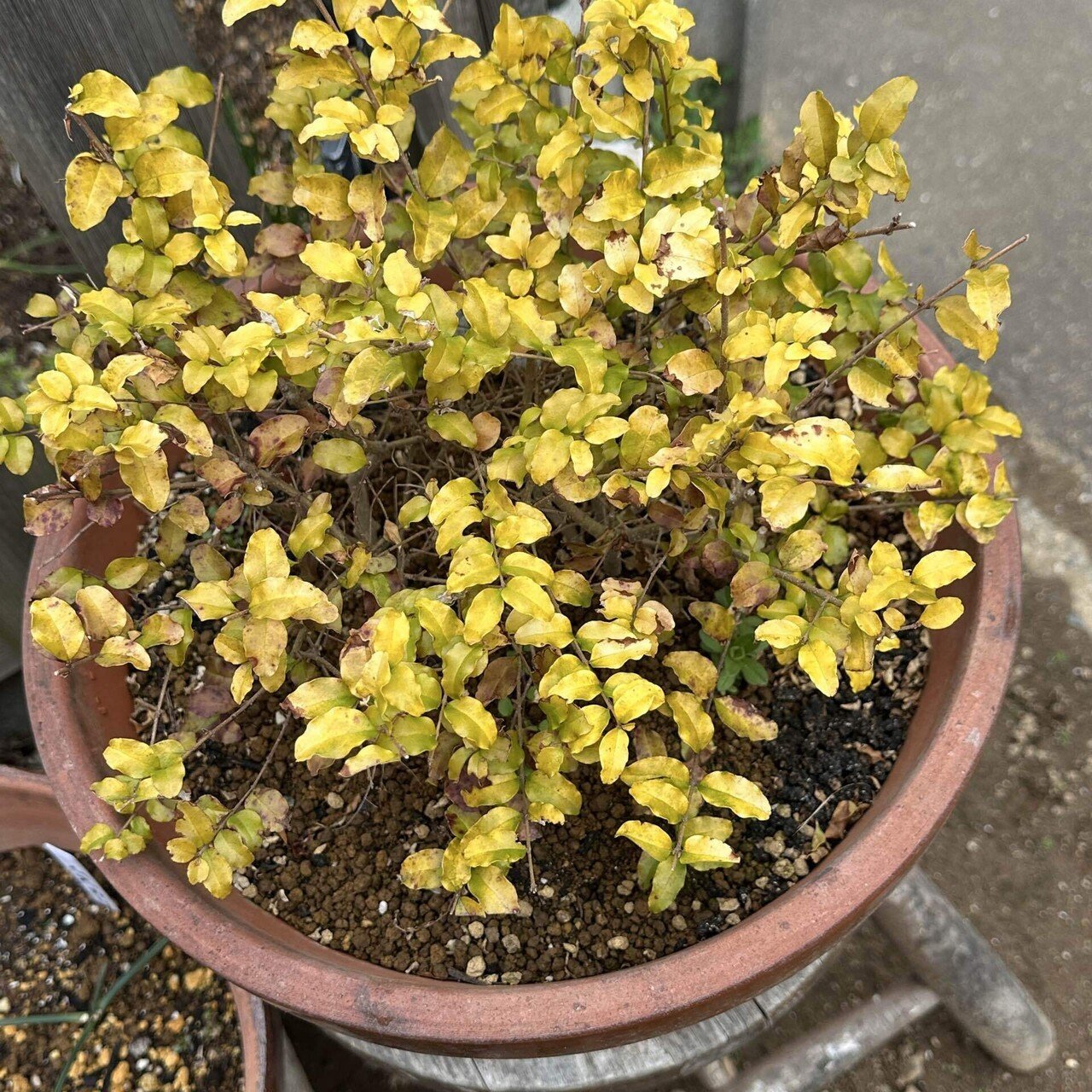 春来る25.03.08｜kenji comp