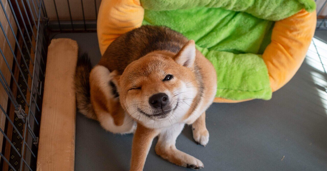 今週の写真たち(GR3で撮影)｜daily.snap.GR3