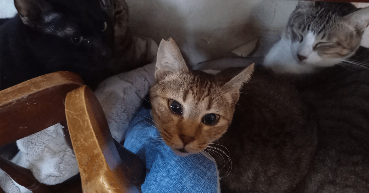 「歴史」通じた交流｜Moosan