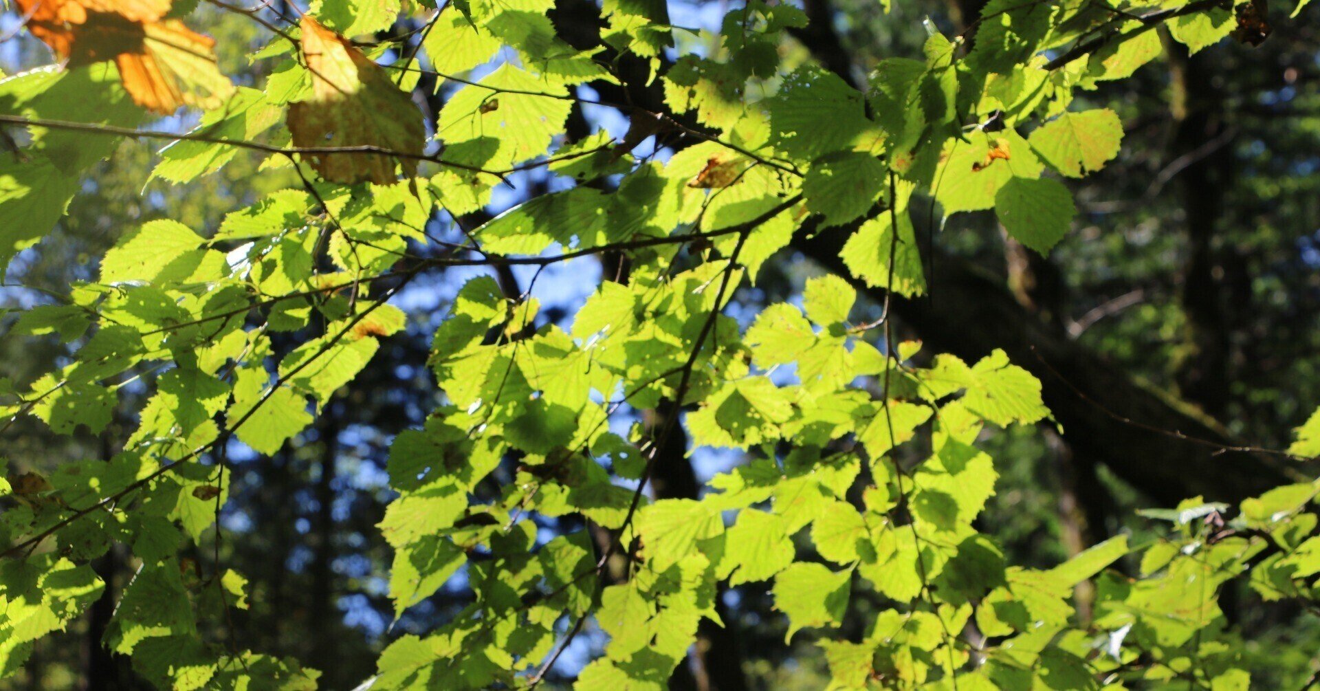 goro_minimalism｜note