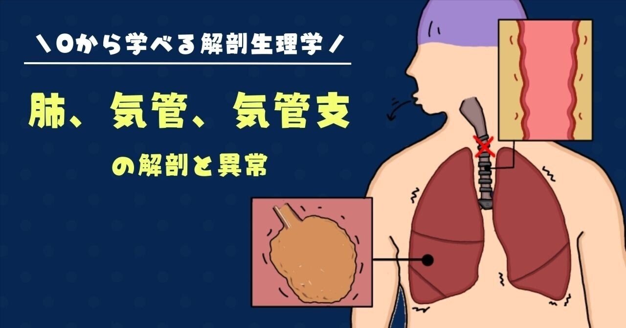 【肺・気管・気管支の解剖と異常】イラスト図解でわかりやすく解説｜おがちゃん先生／解剖生理