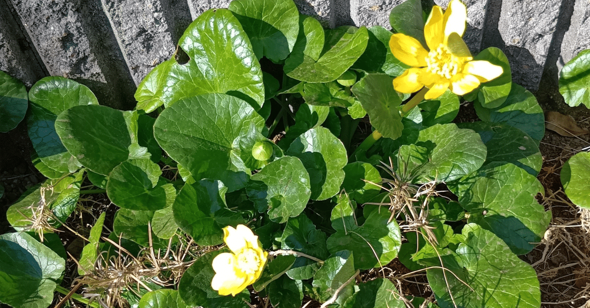 Pythonの win32com について｜whale999