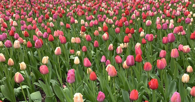 🎈🧸KUMI's NY Bucket List🇺🇸🍎｜note