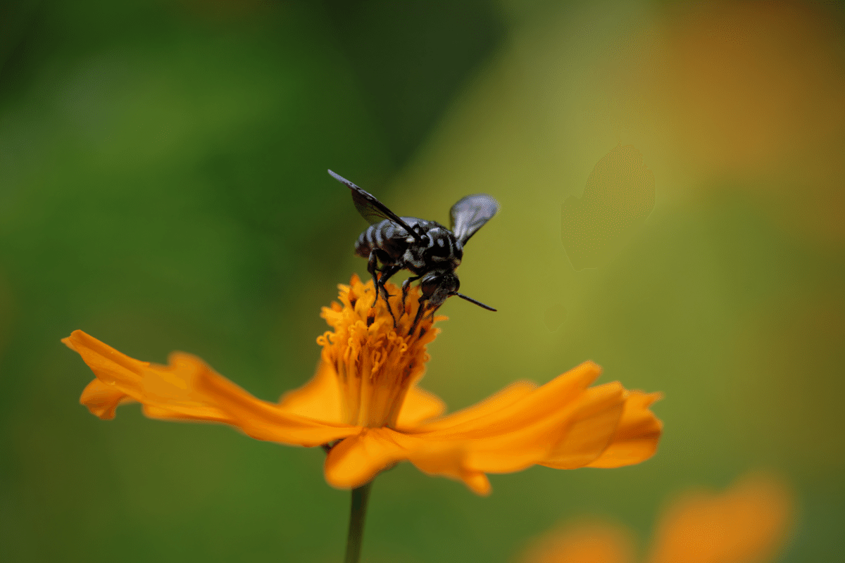 【写真】「寄り」の写真、「引き」の写真｜Yusuke Marianne