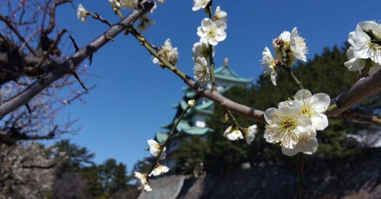 名古屋マラソンと梅の花 — 短歌｜Hiro Funahashi