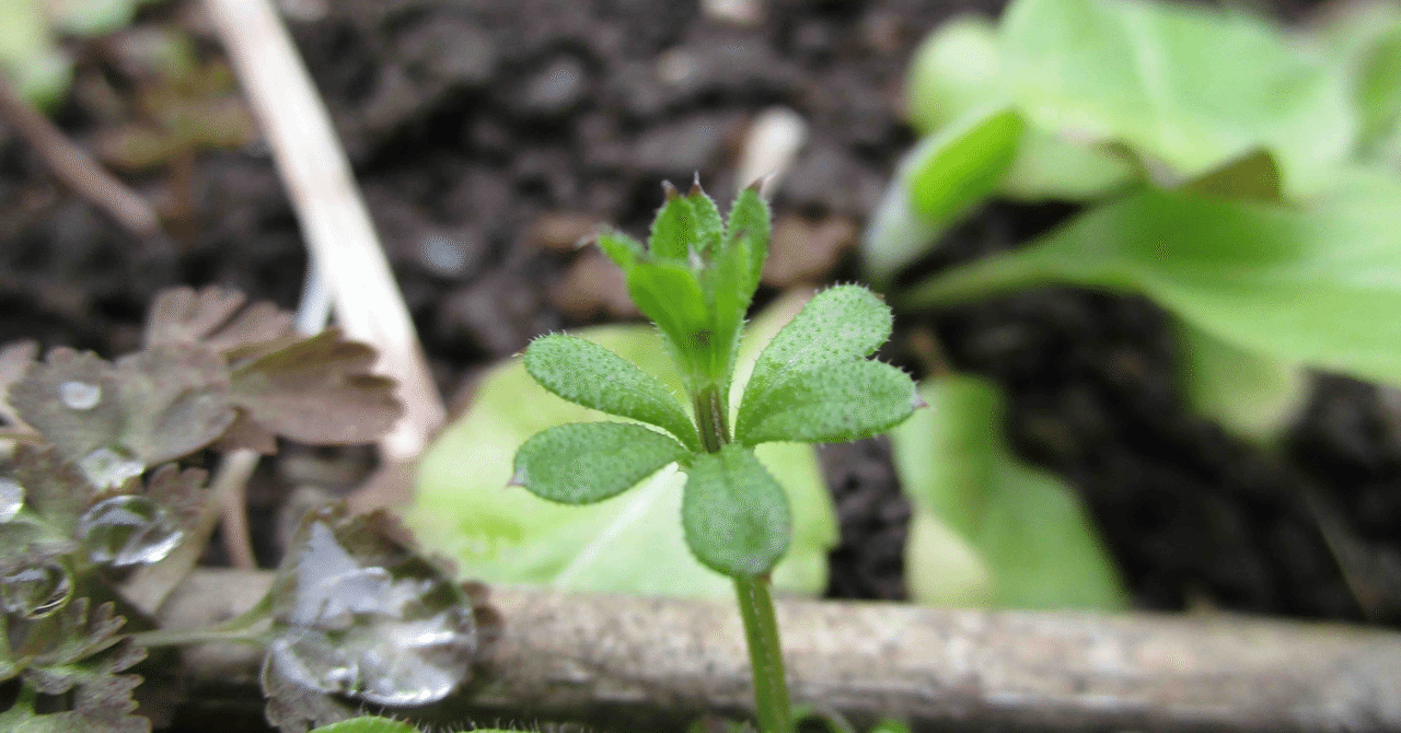 自分の存在がギフト💝｜🌱𝕂𝔸ℤ𝕌𝕂𝕆🌱