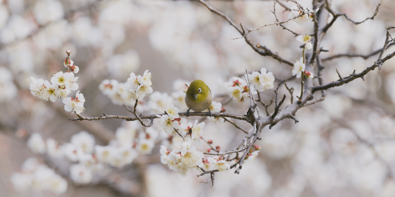 画像あげる機能のお試し｜Yusuke Marianne