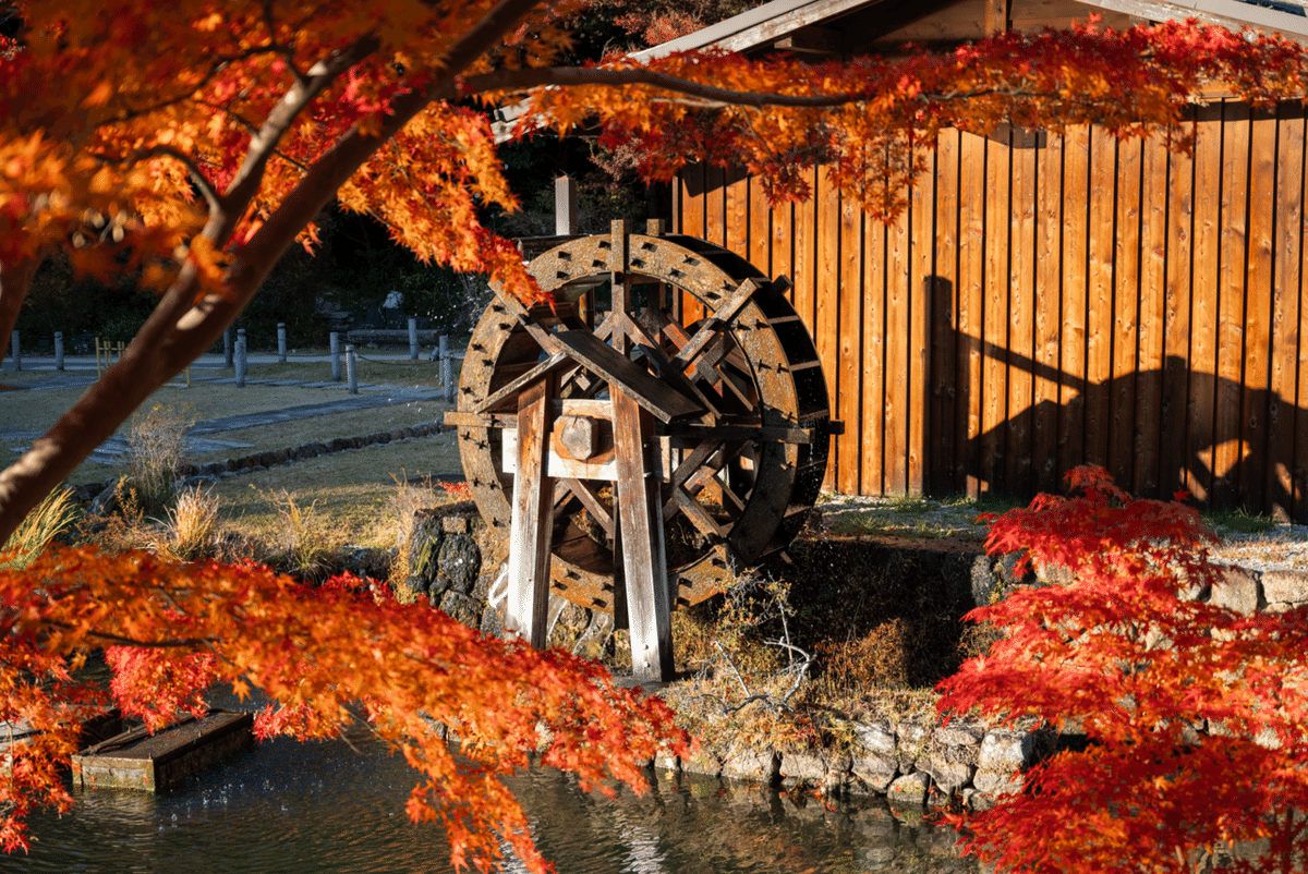 【Nikon Z5Ⅱ 発表目前】Nikon Z5と1年過ごした感想｜くろどん │ 育児と写真